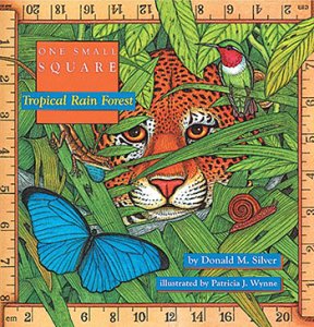 One Small Square Tropical Rain Forest